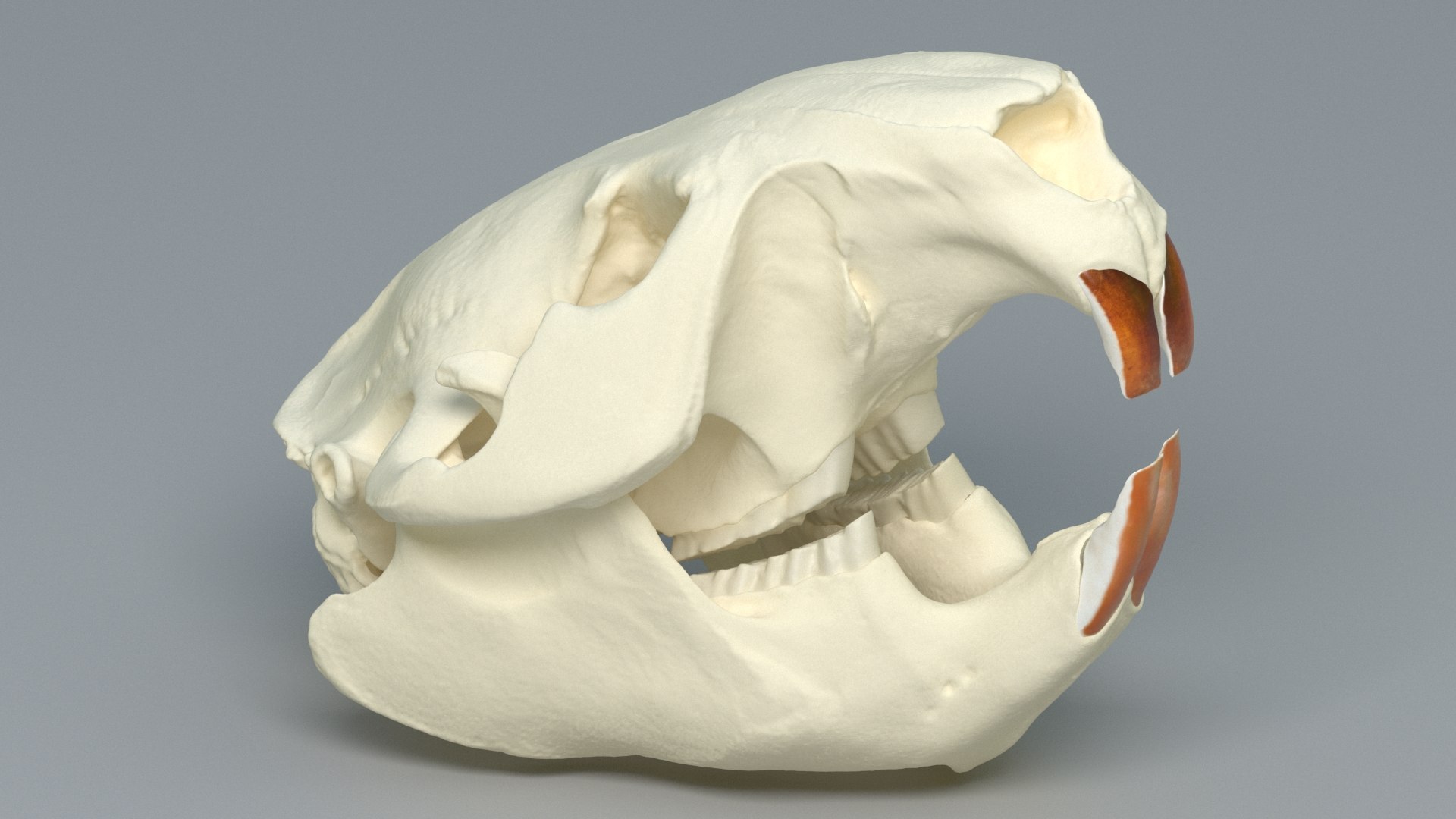 Beaver Skull 3D Model - TurboSquid 2096950