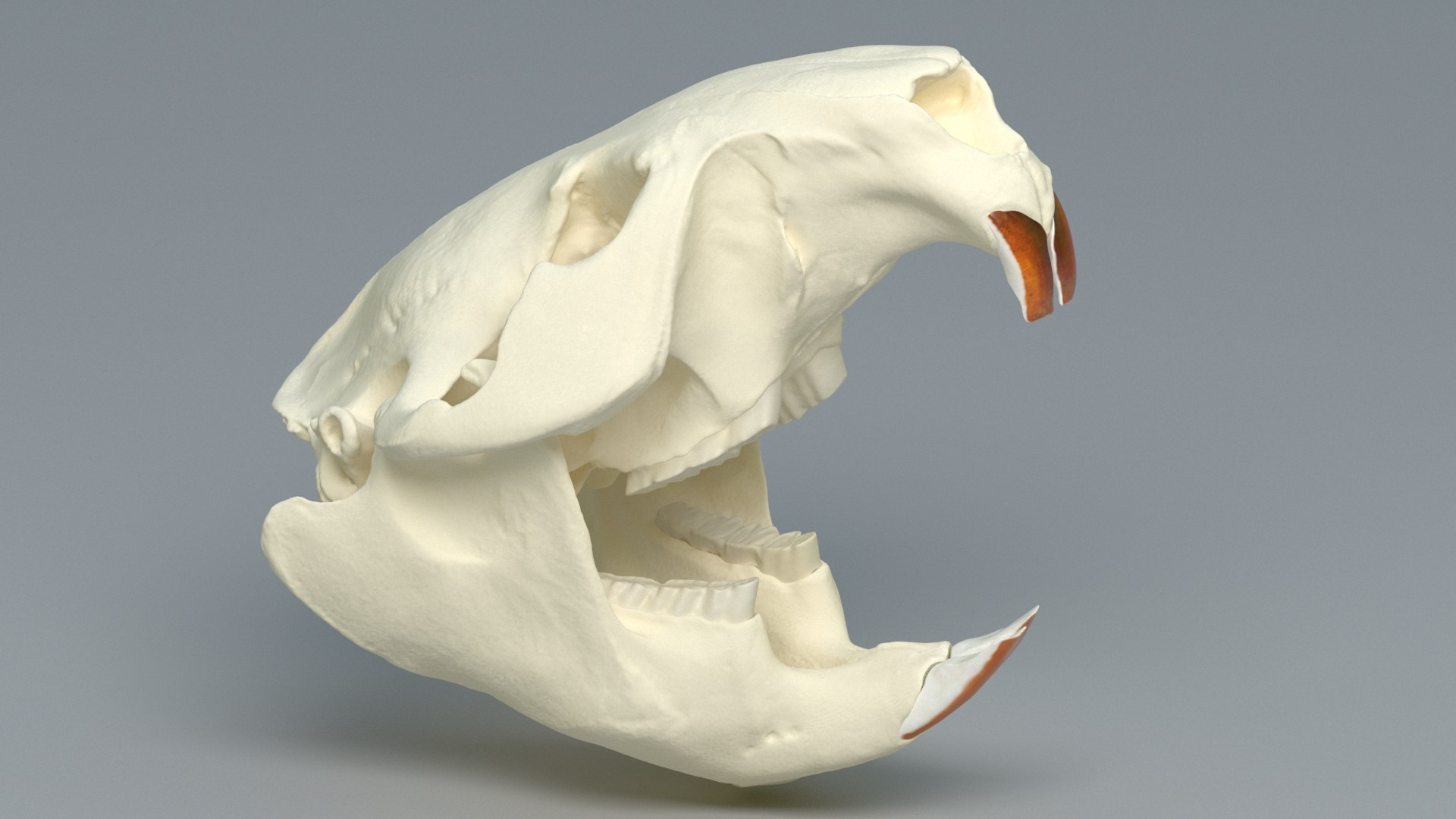 Beaver Skull 3D Model - TurboSquid 2096950