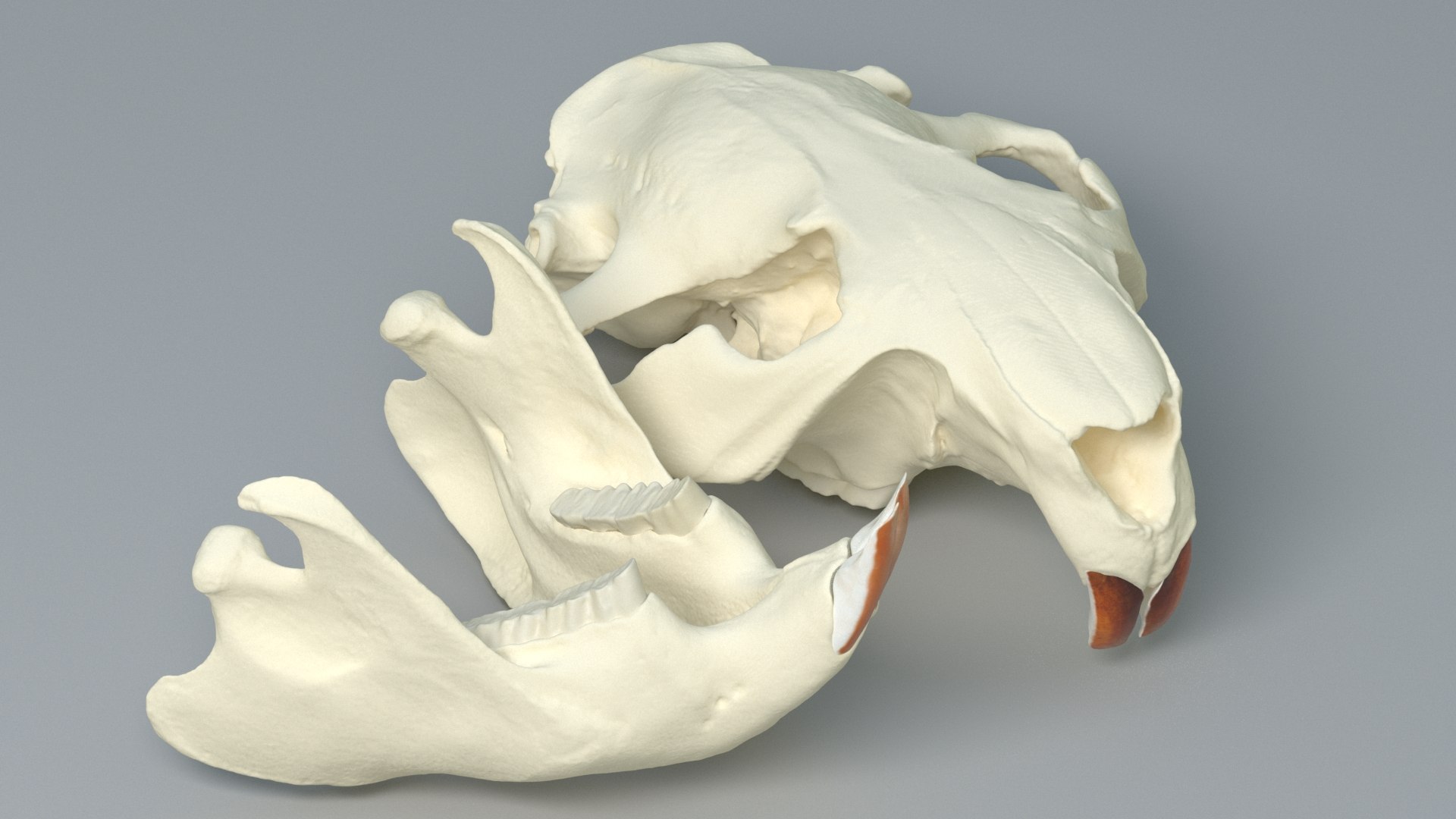 Beaver Skull 3D Model - TurboSquid 2096950