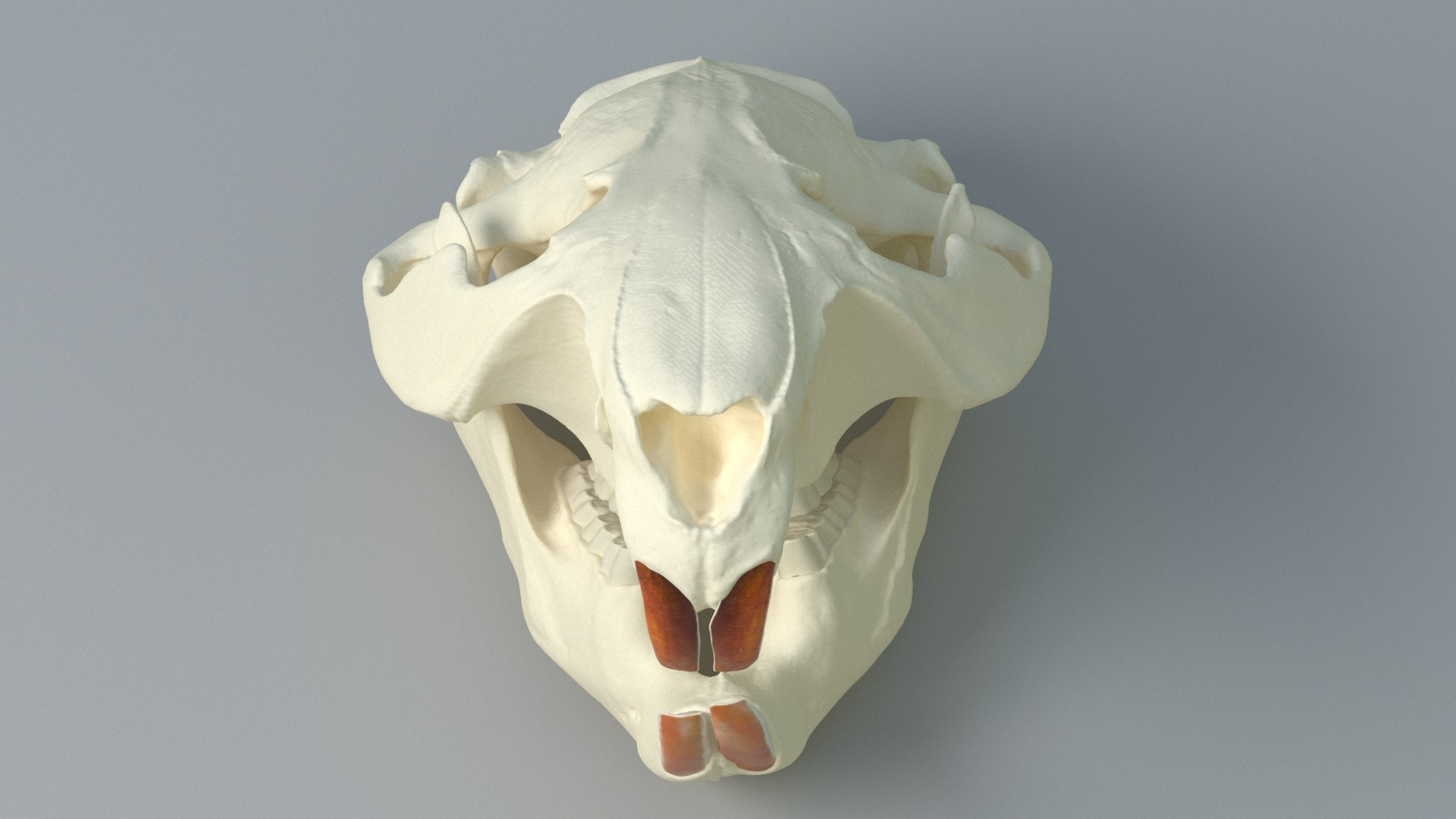 Beaver Skull 3D Model - TurboSquid 2096950