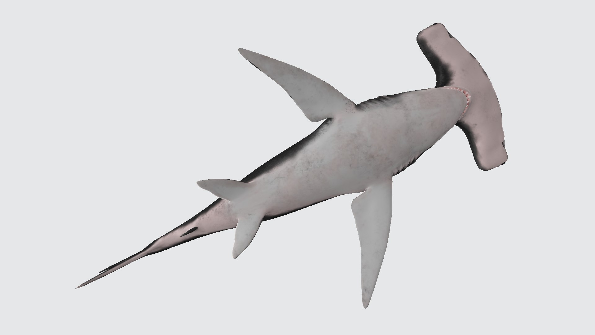 3D Hammerhead Shark Model - TurboSquid 2294956
