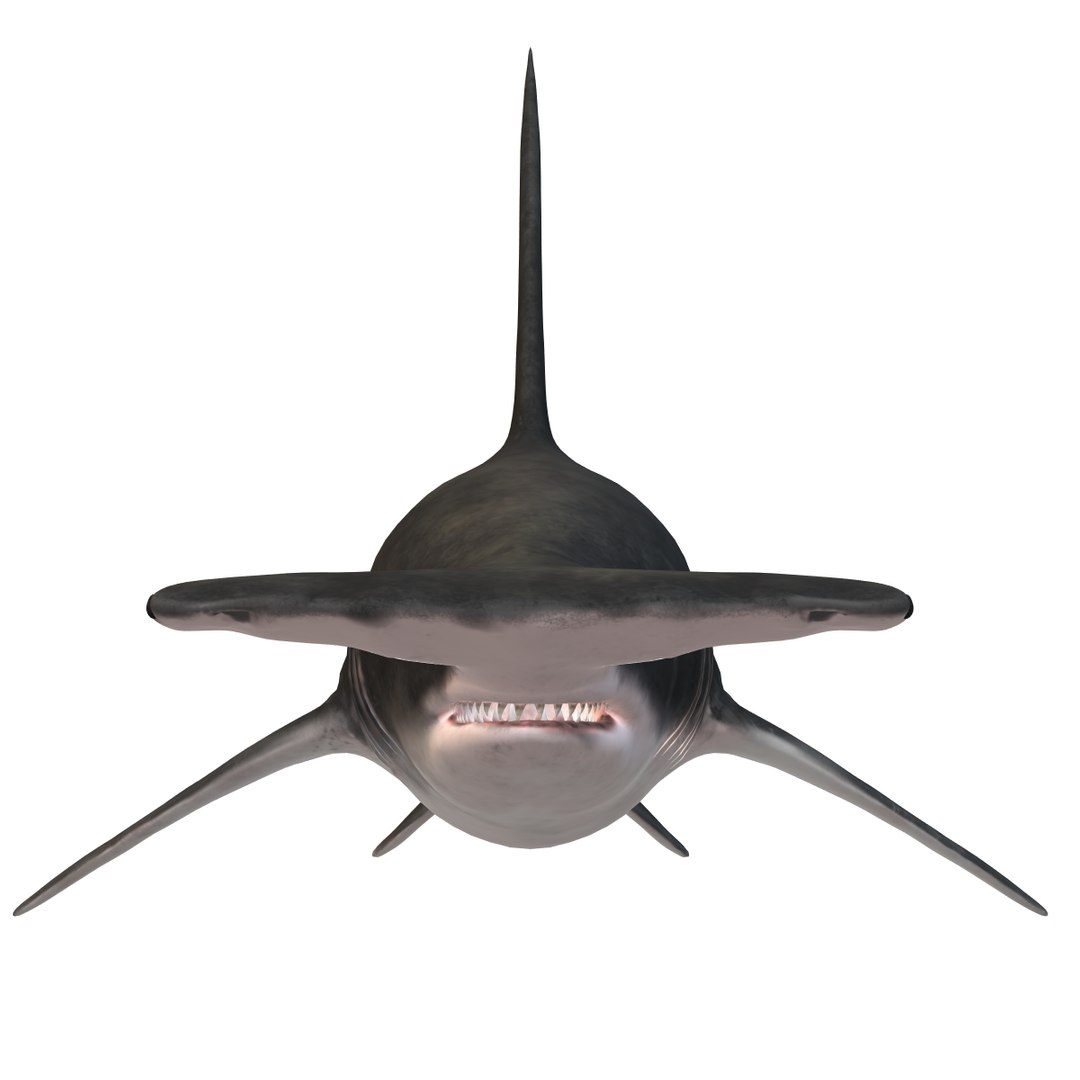3D Hammerhead Shark Model - TurboSquid 2294956