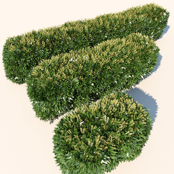 cedar hedge 3d model