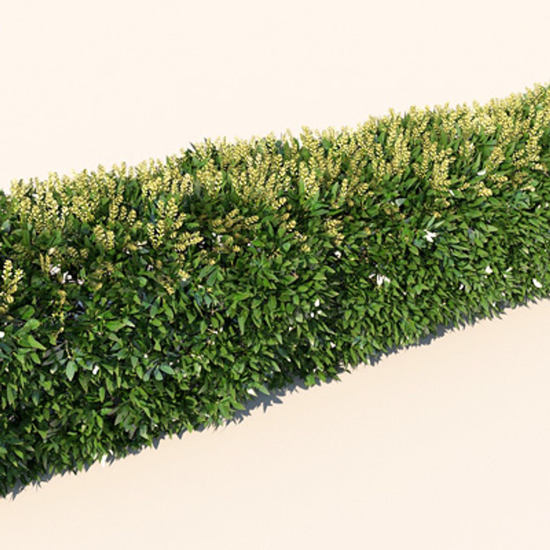 Hedge Flowers 3d Model