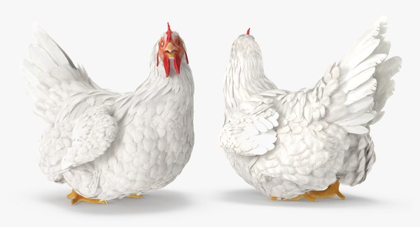 3D rigged chickens - TurboSquid 1514777