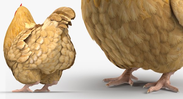 3D rigged chickens - TurboSquid 1514777