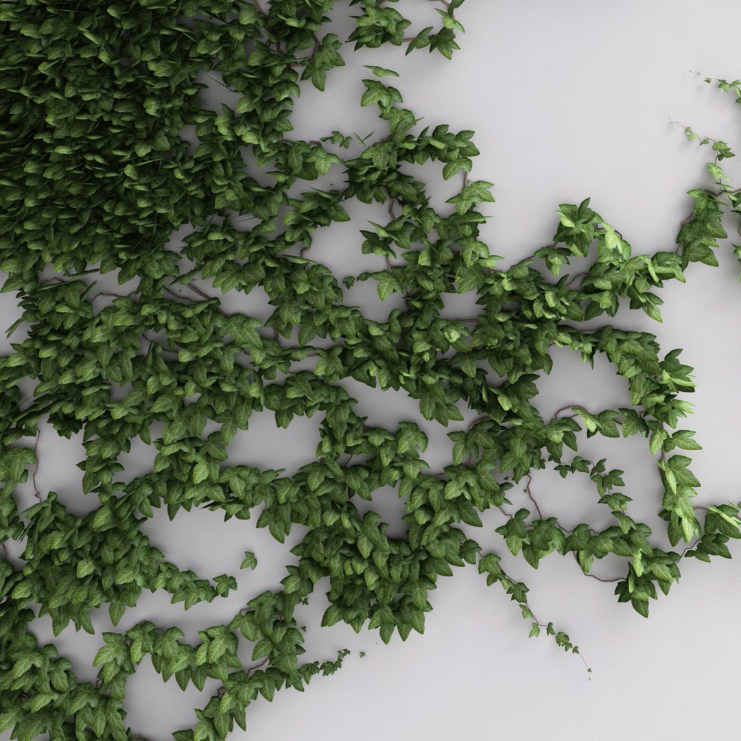 Wall Ivy V2 3d C4d