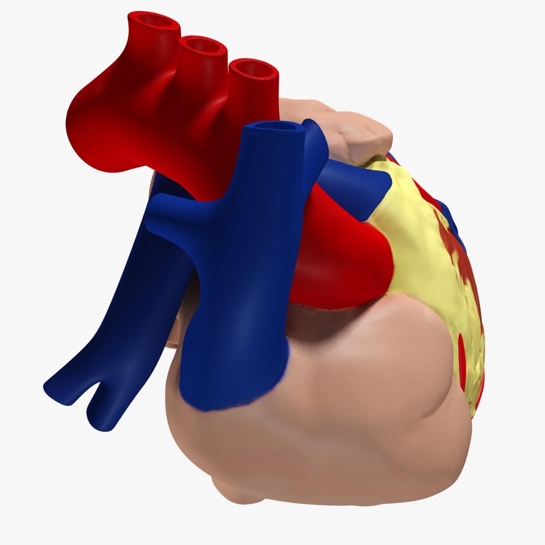 3d Anatomy Human Heart