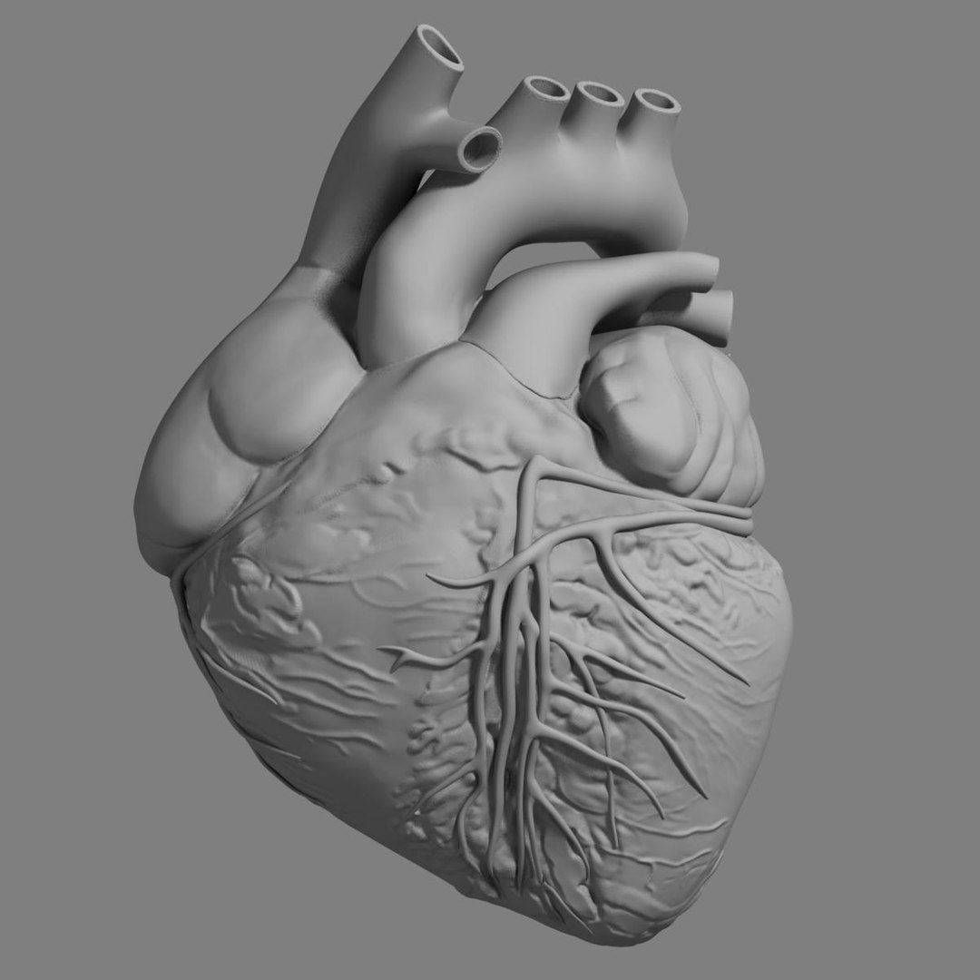 3d Anatomy Human Heart