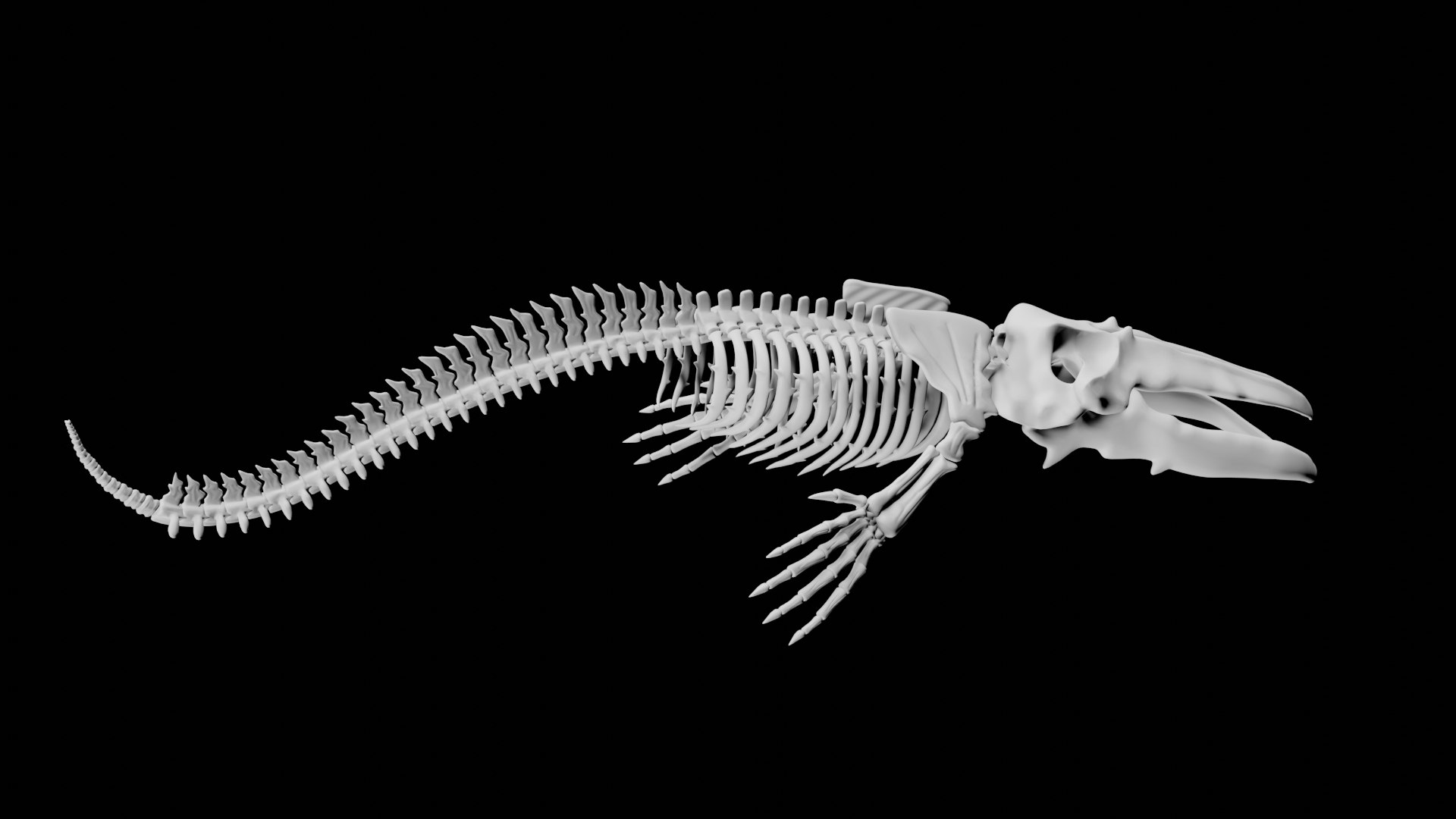 3D Rigged Whale Skeleton - TurboSquid 1842024