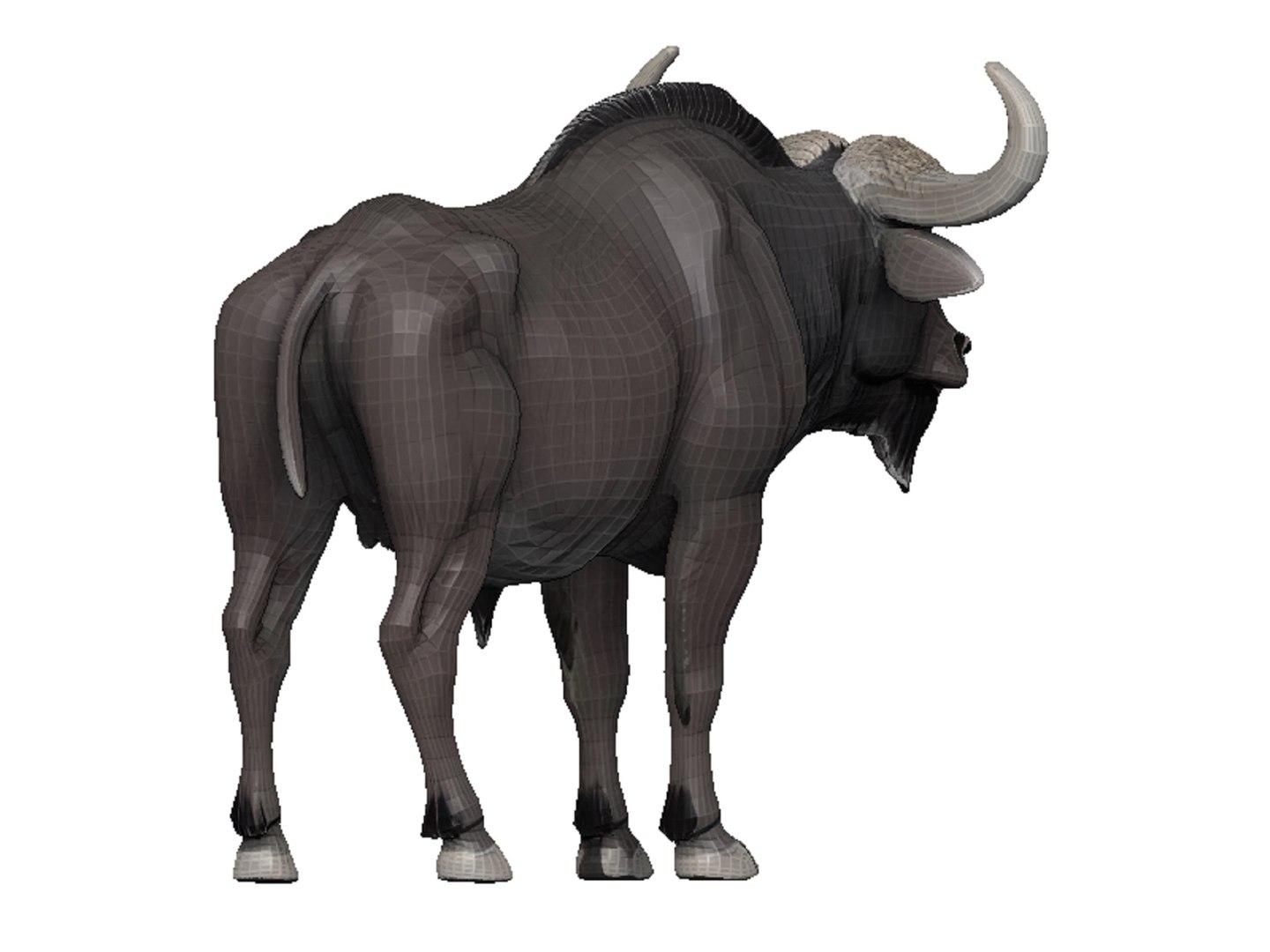 3D Buffalo Model - TurboSquid 2434517