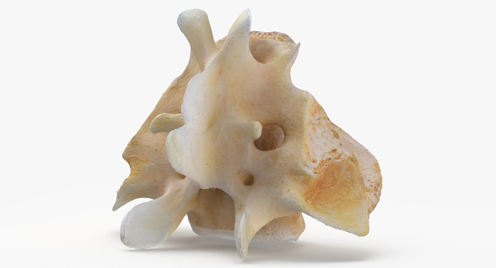 Kangaroo Red Necked Wallaby Sacrum Model - TurboSquid 2131233