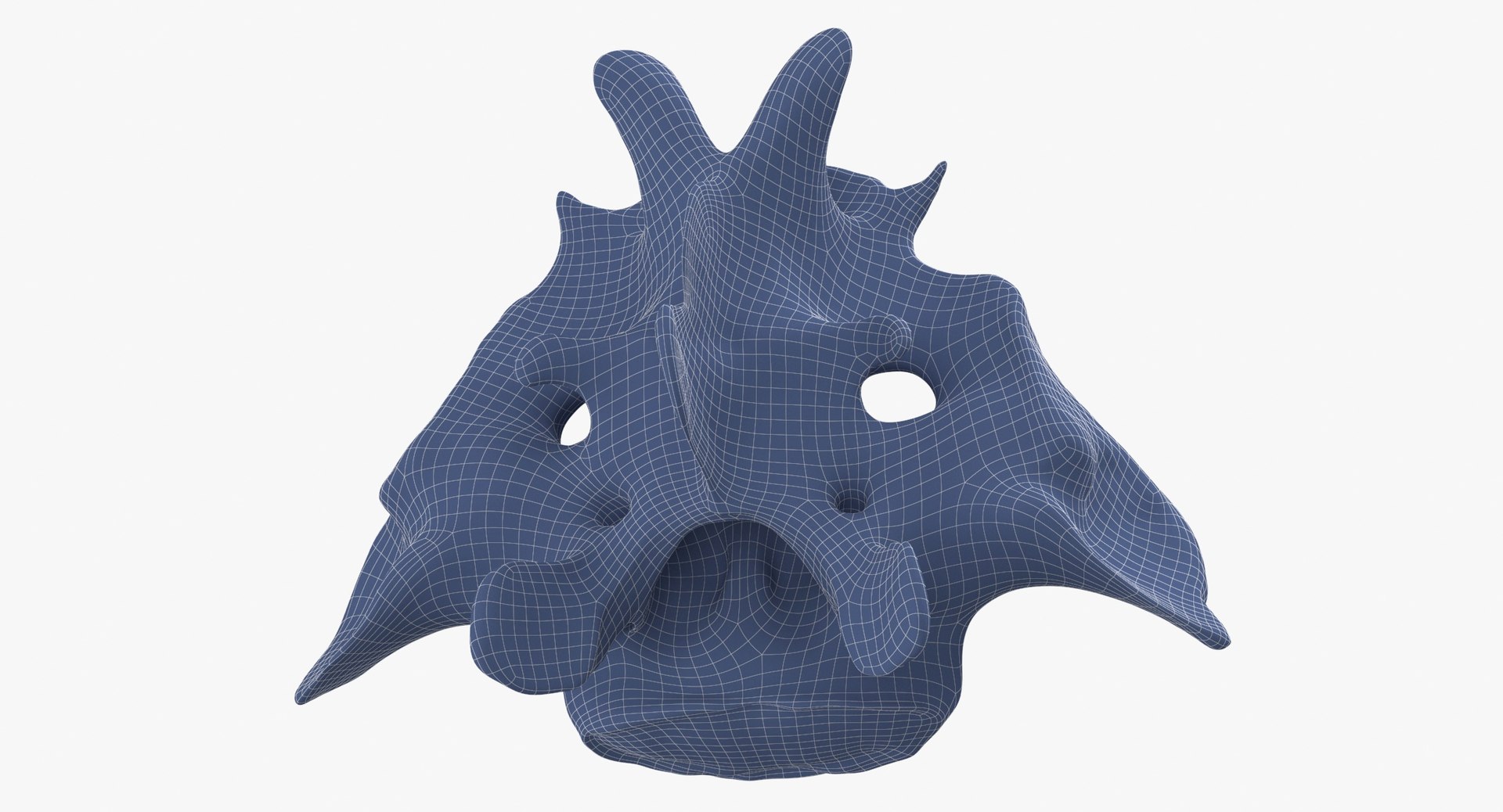 Kangaroo Red Necked Wallaby Sacrum Model - TurboSquid 2131233