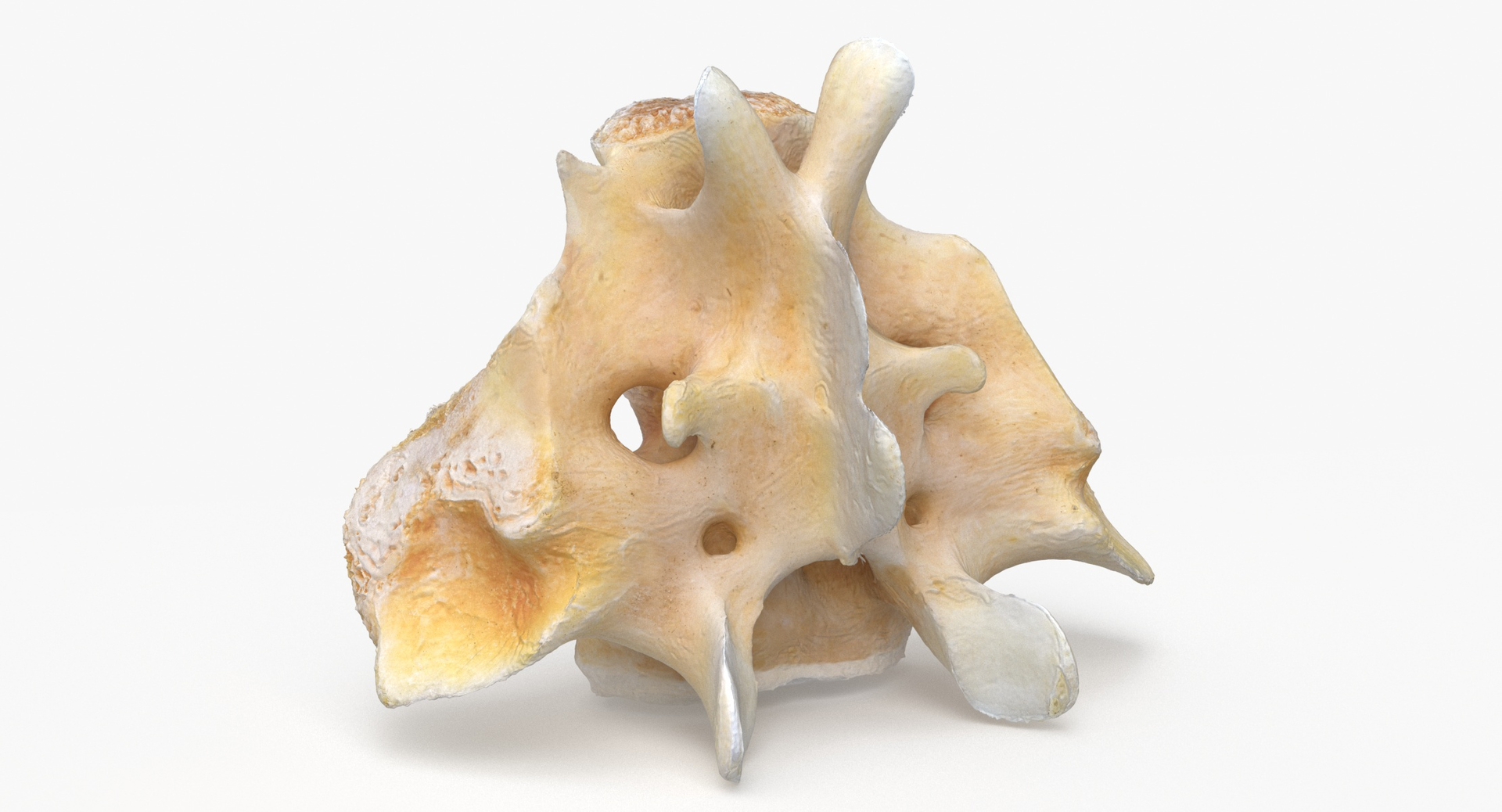 Kangaroo Red Necked Wallaby Sacrum Model - TurboSquid 2131233