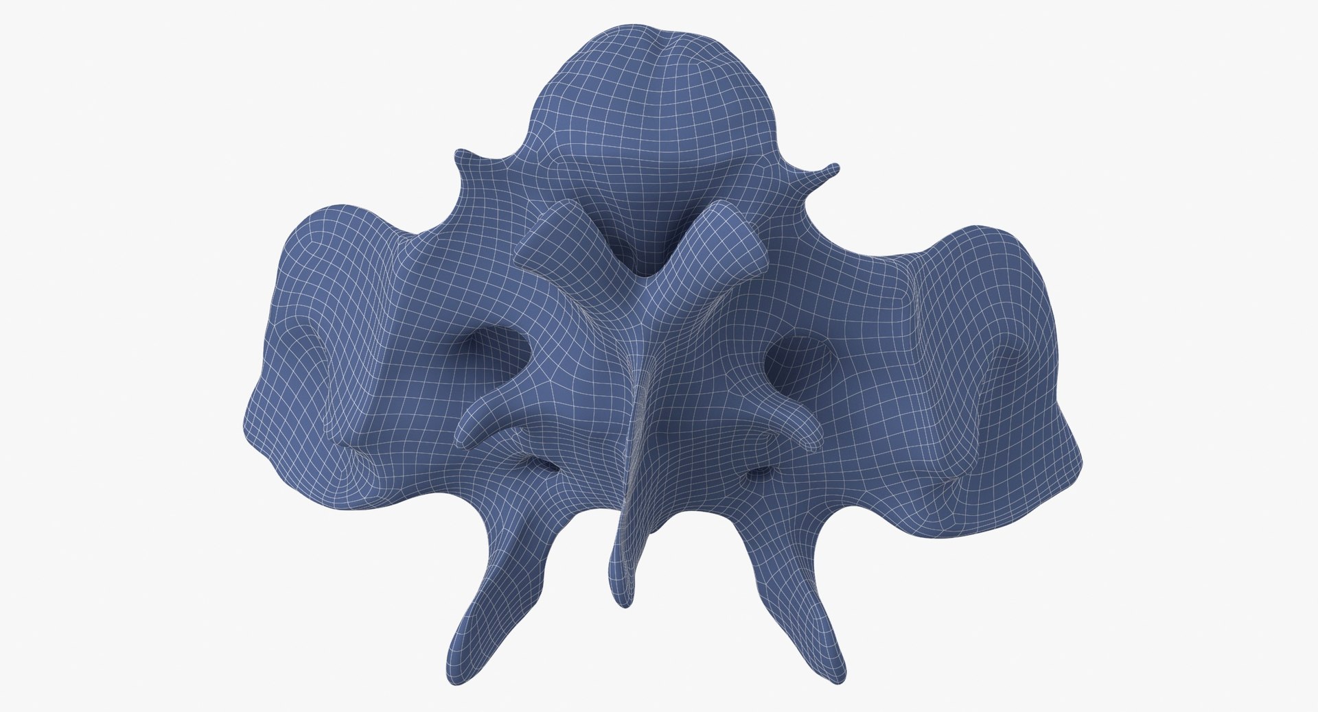 Kangaroo Red Necked Wallaby Sacrum Model - TurboSquid 2131233