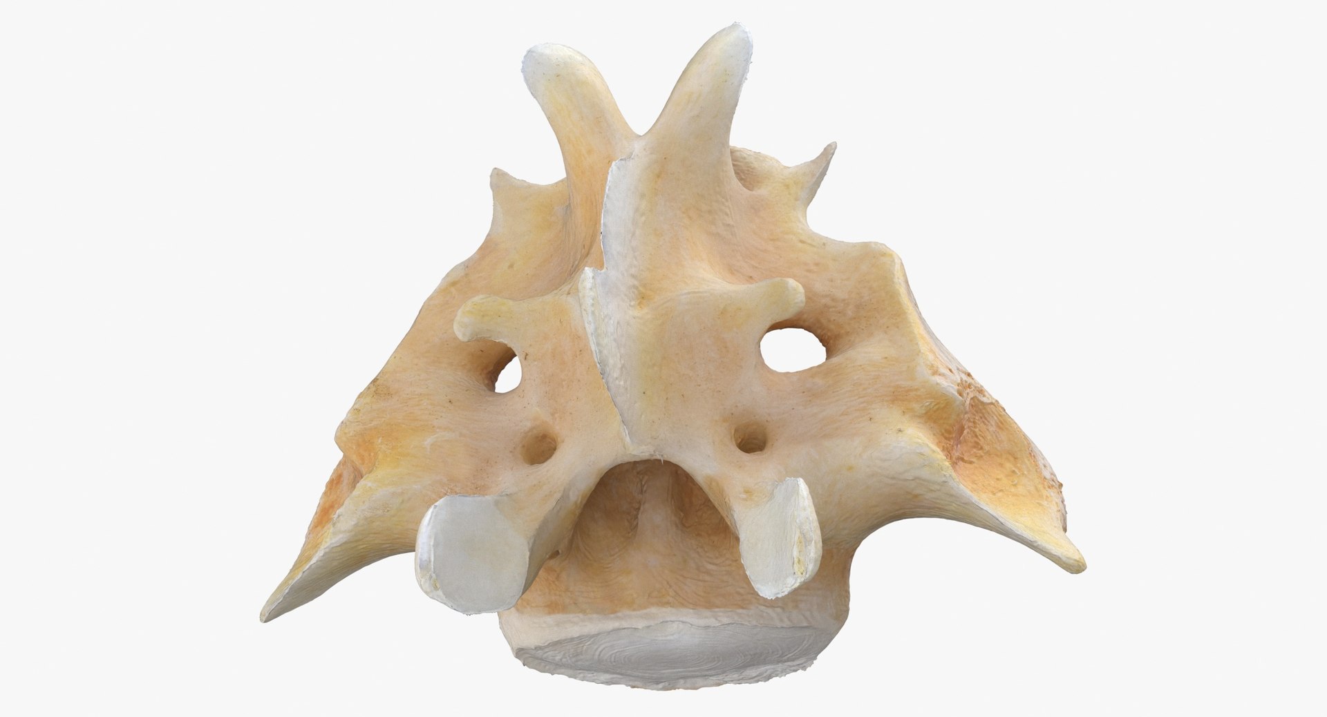 Kangaroo Red Necked Wallaby Sacrum Model - TurboSquid 2131233