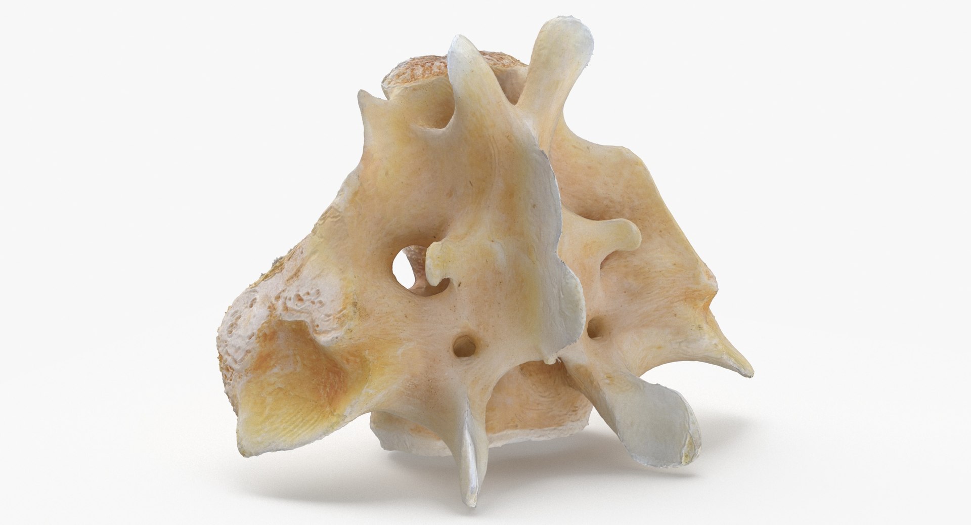Kangaroo Red Necked Wallaby Sacrum Model - TurboSquid 2131233