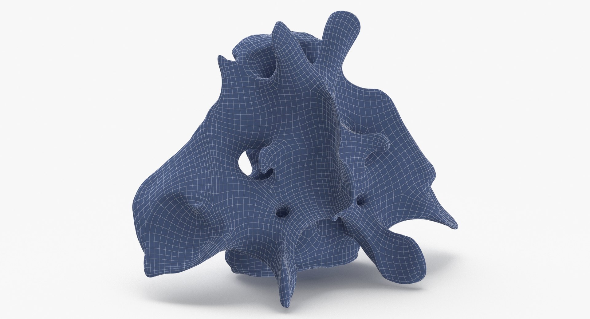 Kangaroo Red Necked Wallaby Sacrum Model - TurboSquid 2131233