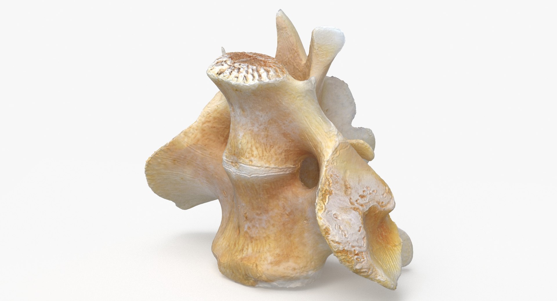 Kangaroo Red Necked Wallaby Sacrum Model - TurboSquid 2131233