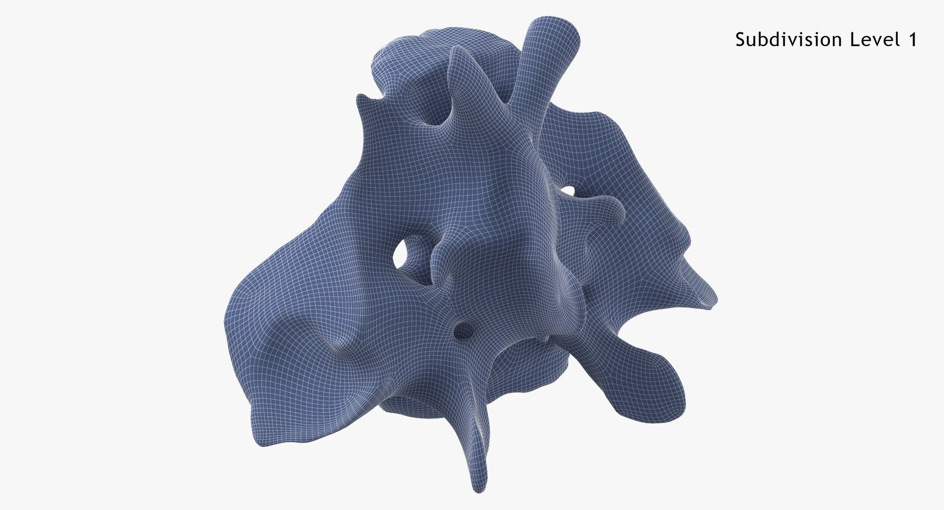 Kangaroo Red Necked Wallaby Sacrum Model - TurboSquid 2131233