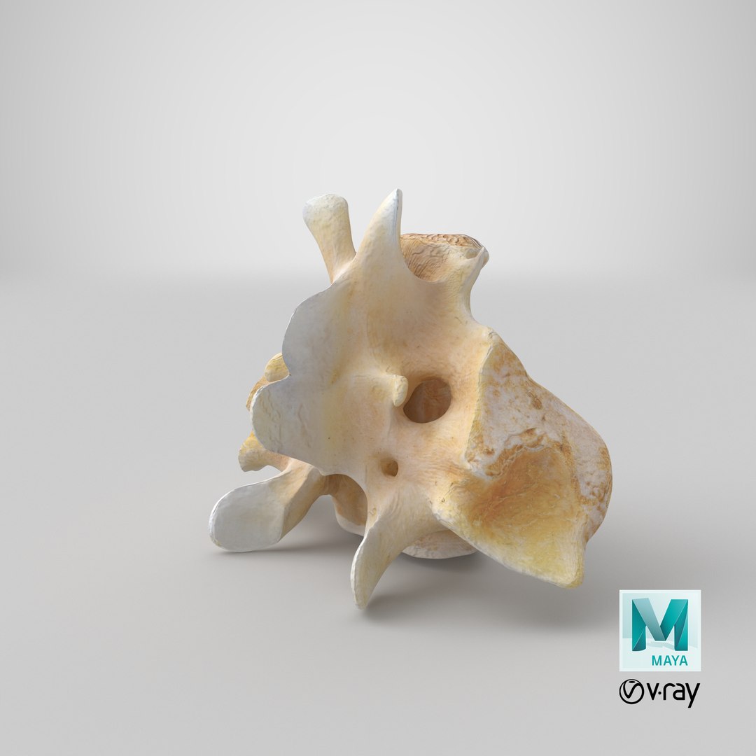 Kangaroo Red Necked Wallaby Sacrum Model - TurboSquid 2131233