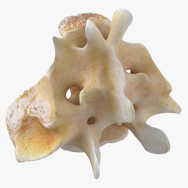 Animal 3D Models for Download | TurboSquid