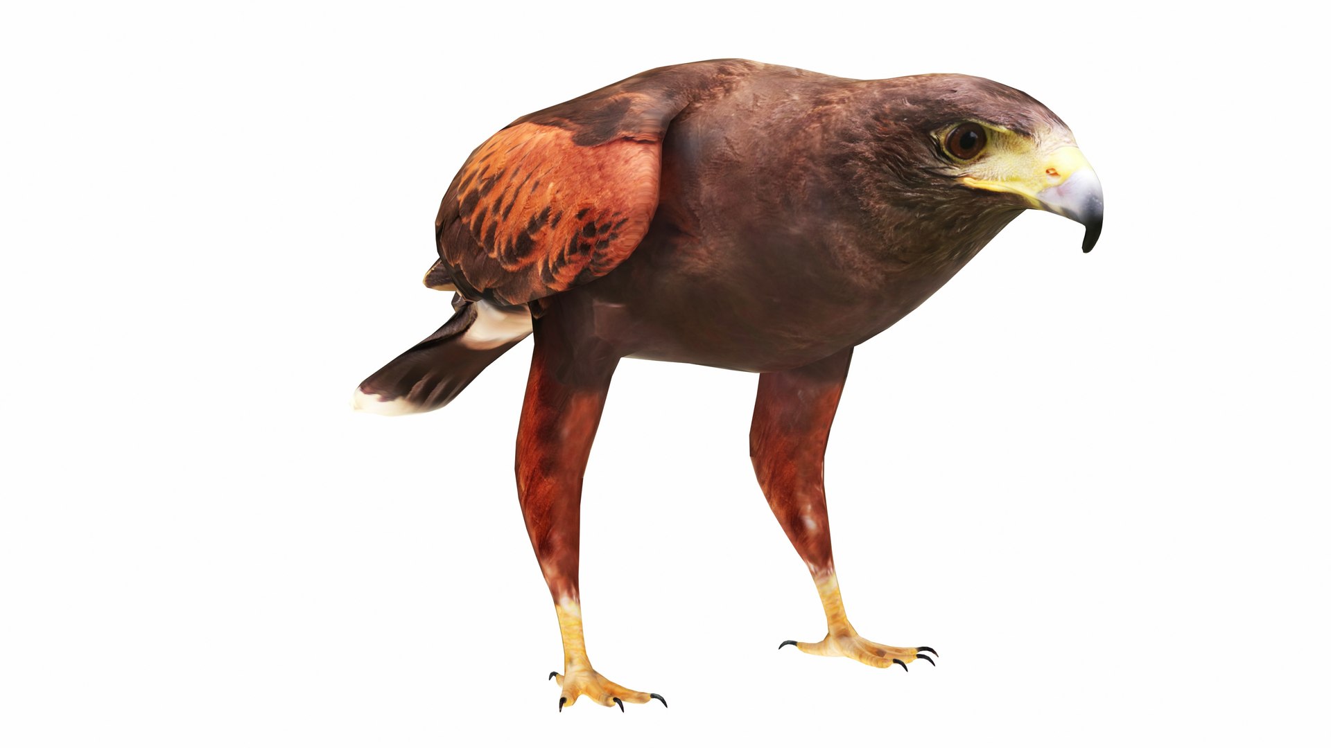 3D Harris Hawk Model - TurboSquid 2338161