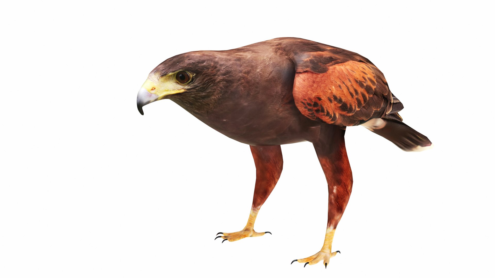 3D Harris Hawk Model - TurboSquid 2338161
