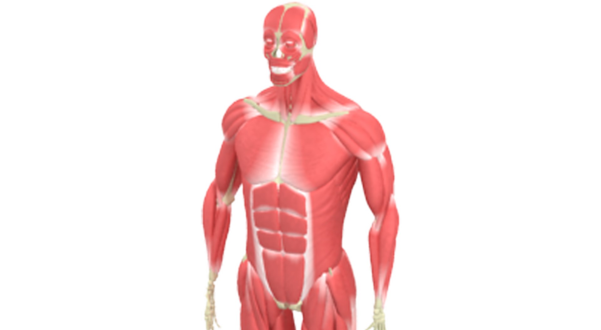 3d Max Human Male Rigged Muscular