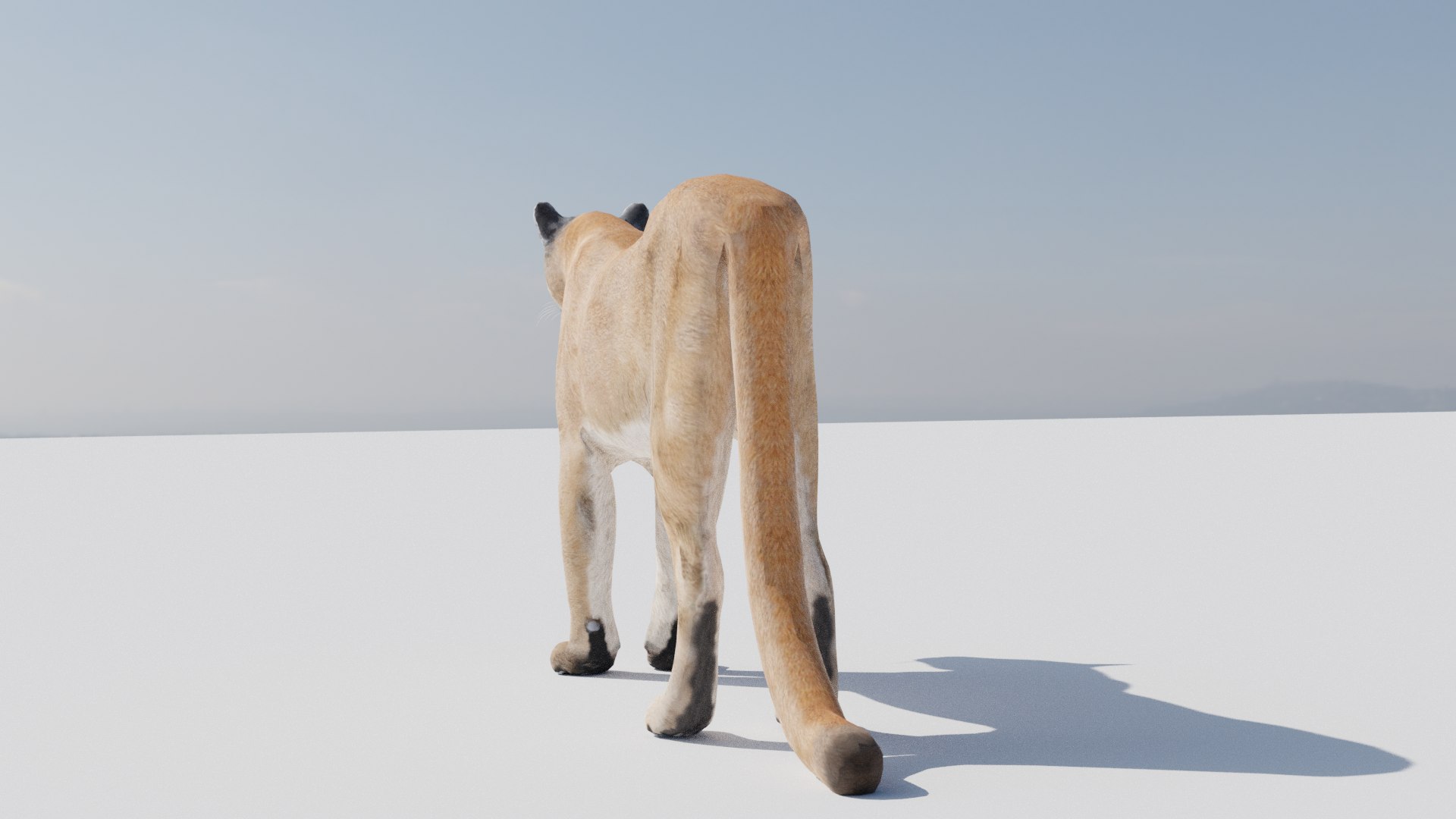 Mountain Lion Model Model - TurboSquid 2234095