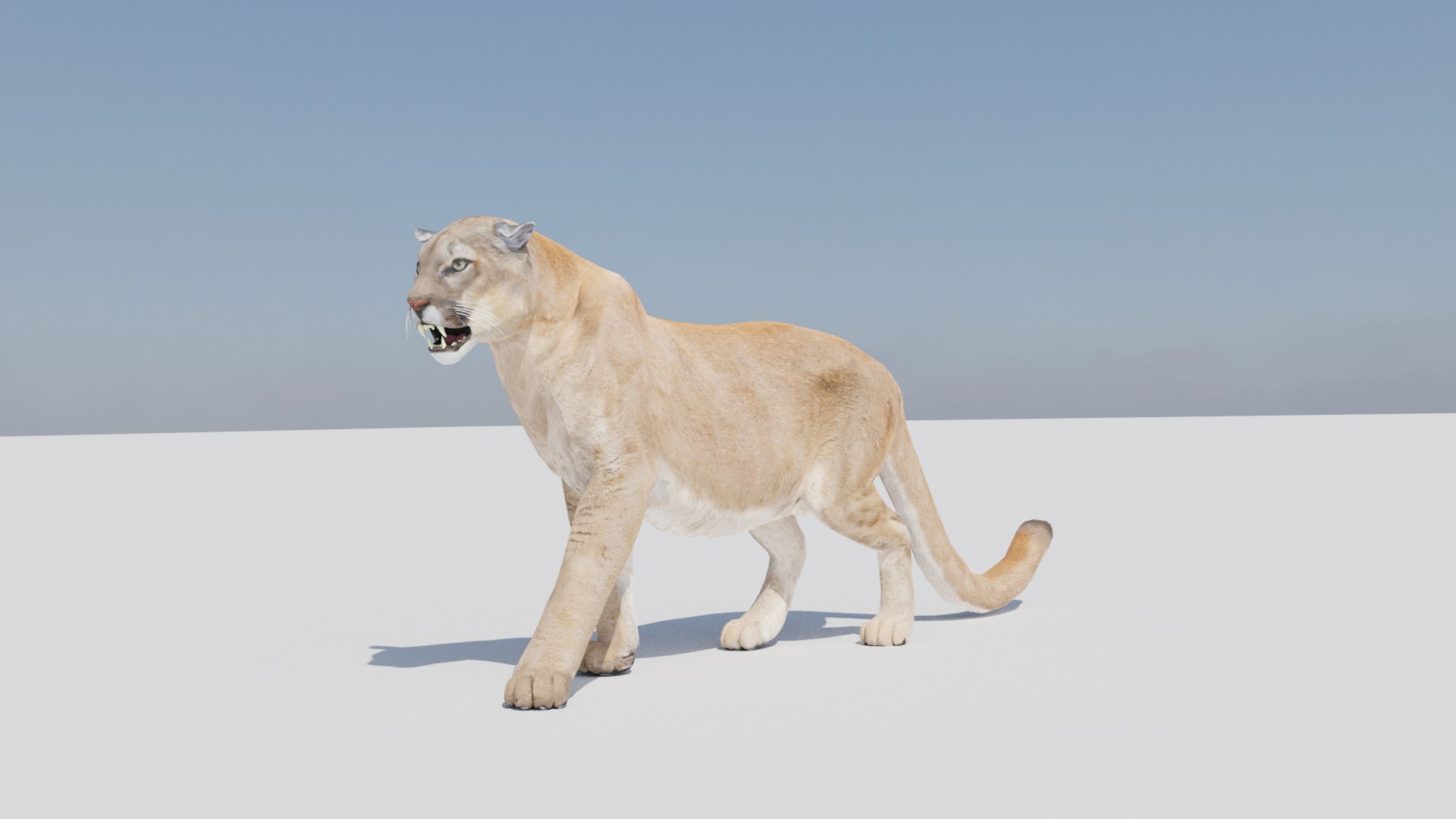 Mountain Lion Model Model - TurboSquid 2234095