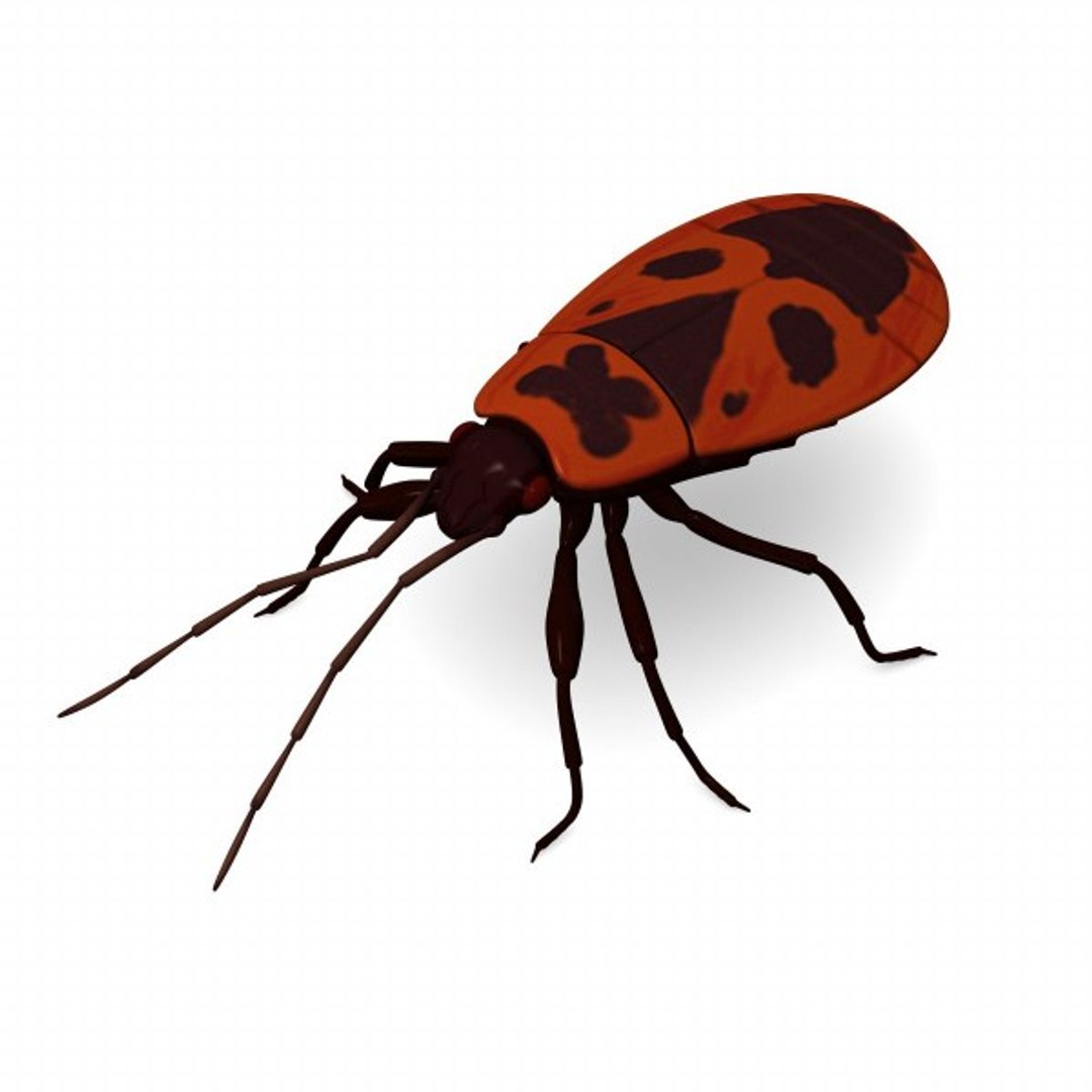 3d Model Pyrrhocoris Apterus