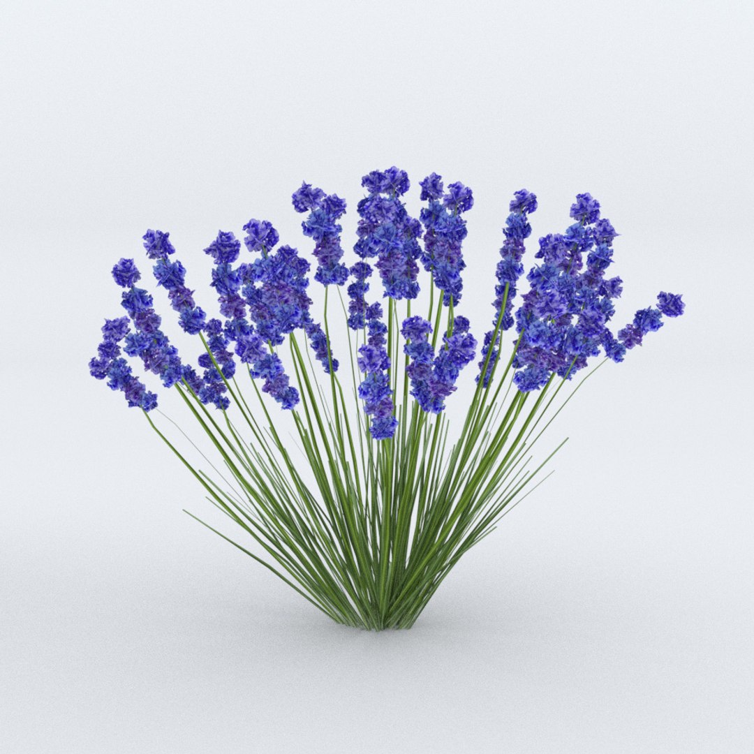 Free 3D Model Lavender Plant - TurboSquid 1289400
