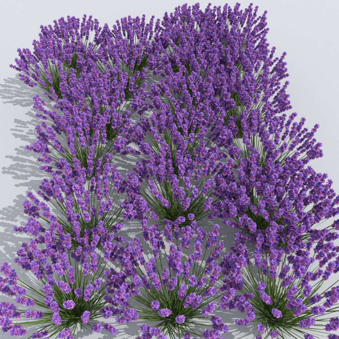 Free 3D Model Lavender Plant - TurboSquid 1289400