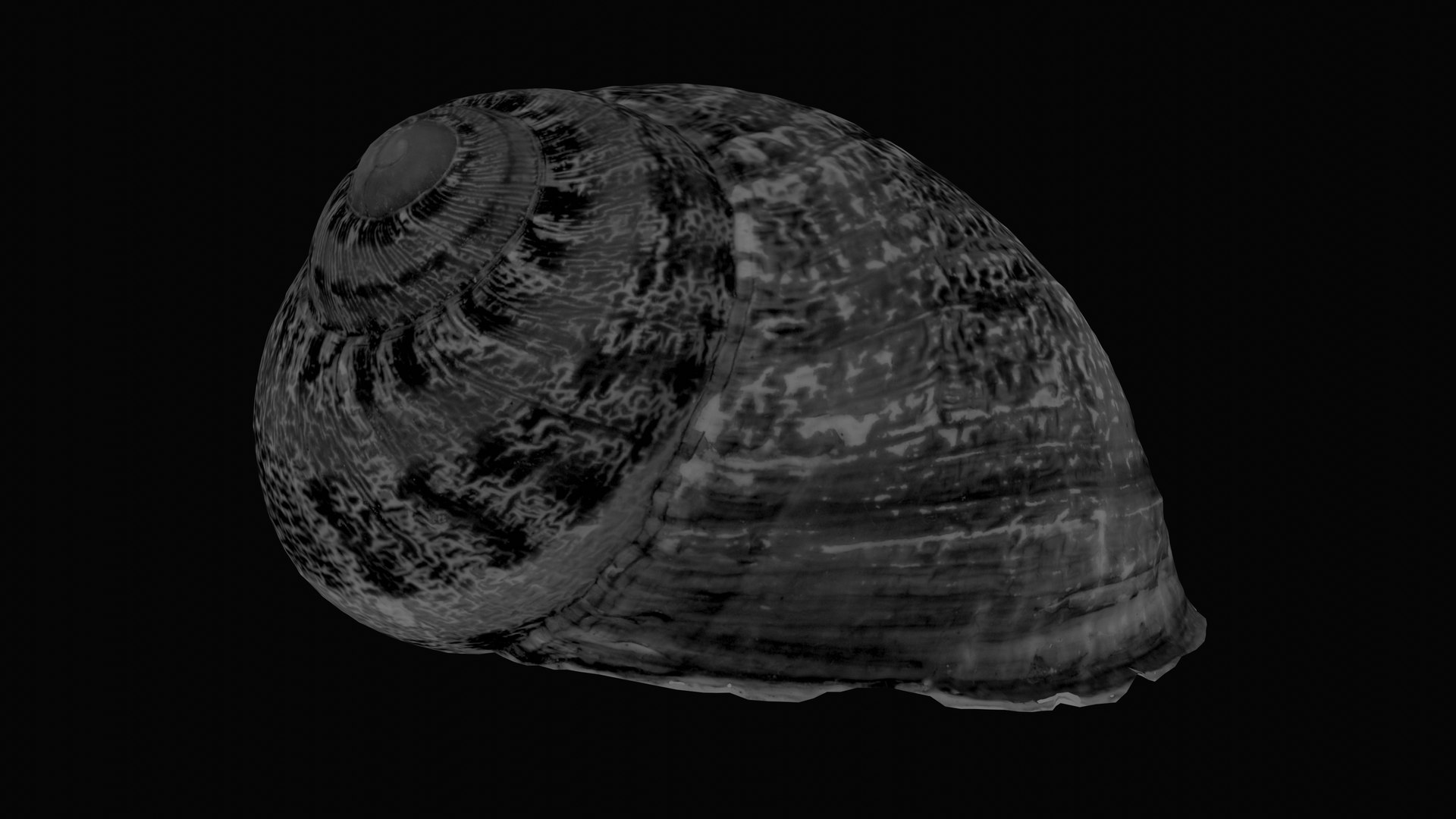 3D Snail Shell - TurboSquid 1627580