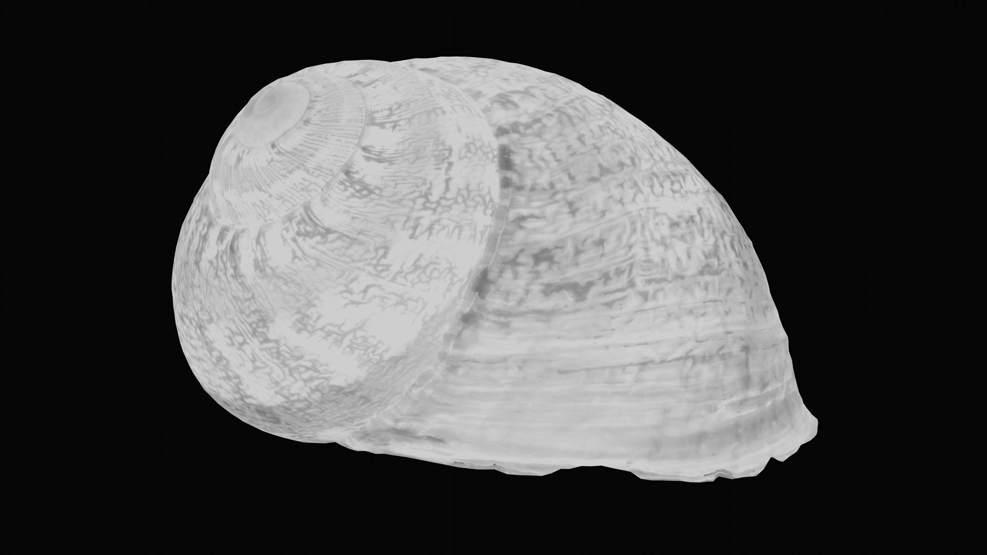 3D Snail Shell - TurboSquid 1627580