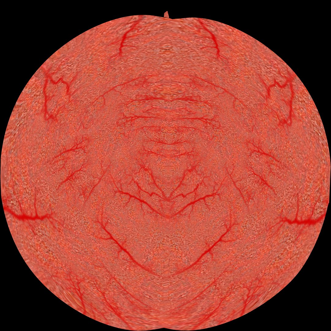 human testis scrotums 3d model