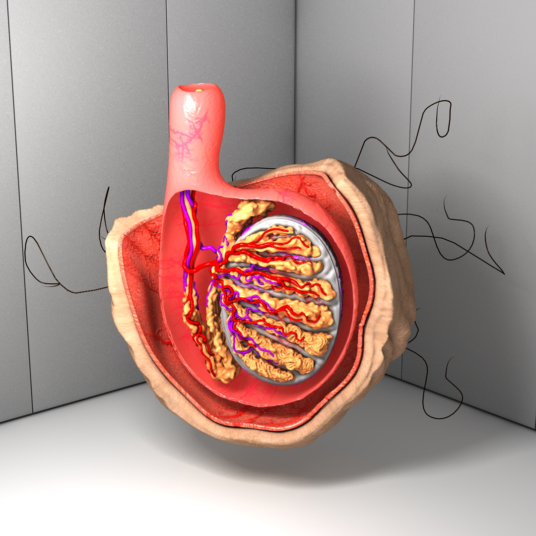 Modello 3D Testicolo umano e Scroto - TurboSquid 649865