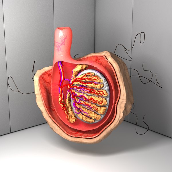 human testis scrotums 3d model