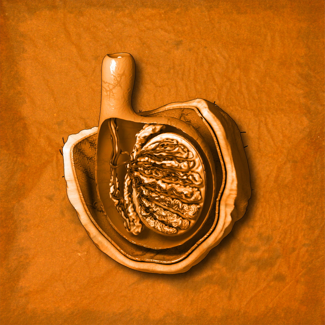human testis scrotums 3d model
