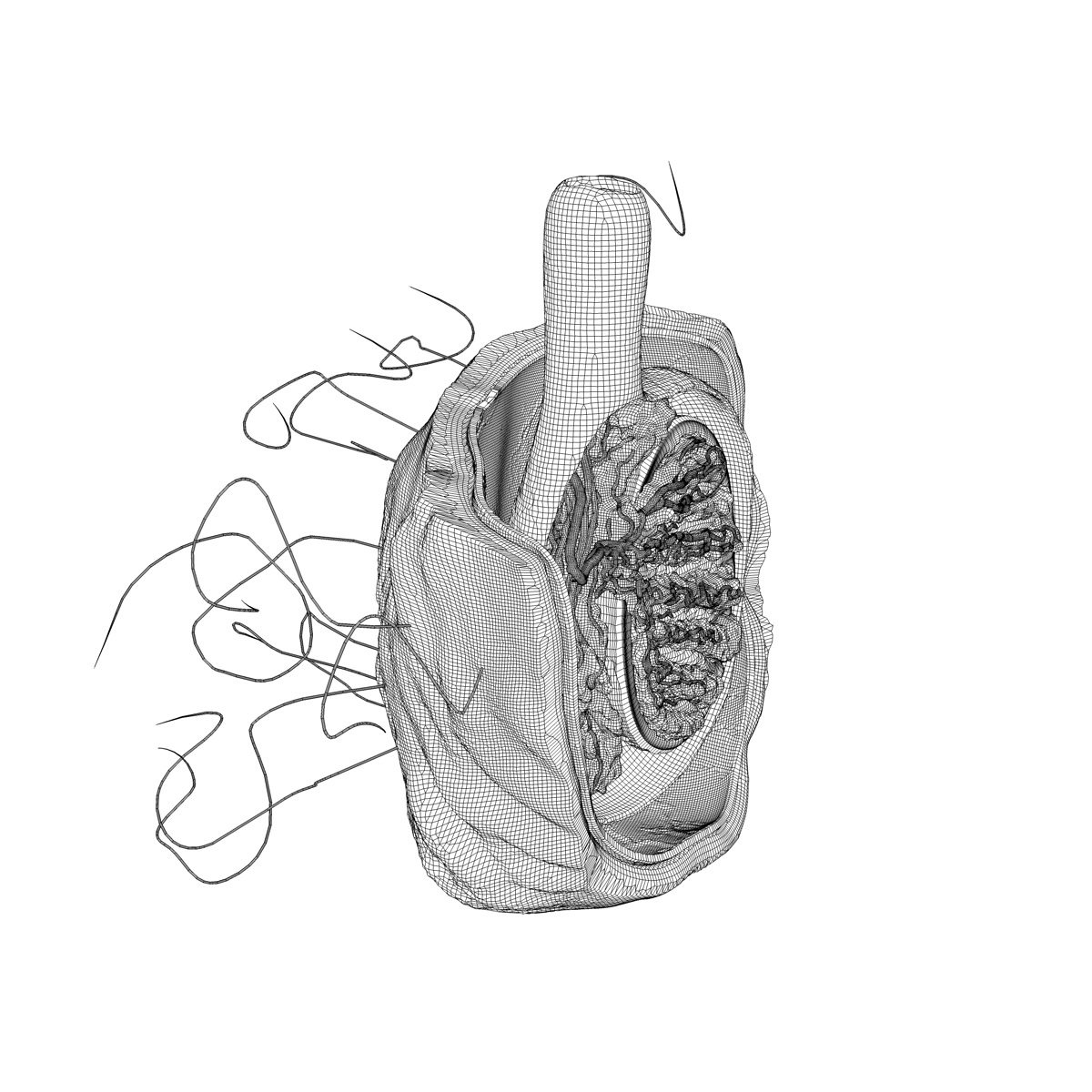 human testis scrotums 3d model