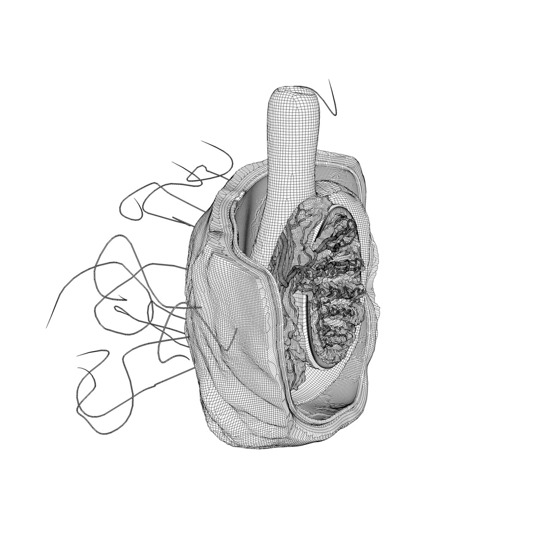 human testis scrotums 3d model