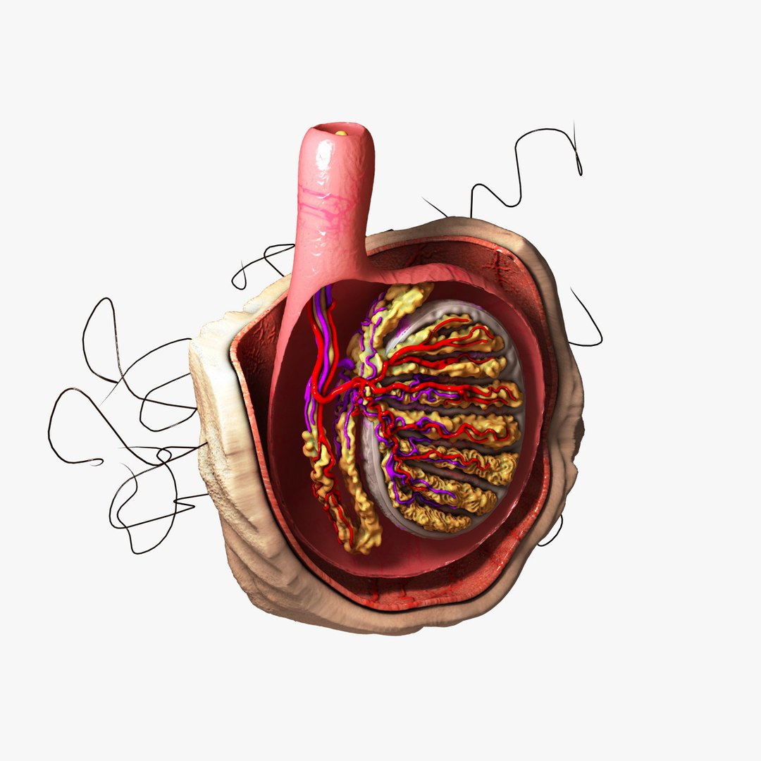 human testis scrotums 3d model