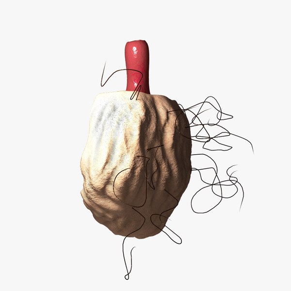 human testis scrotums 3d model