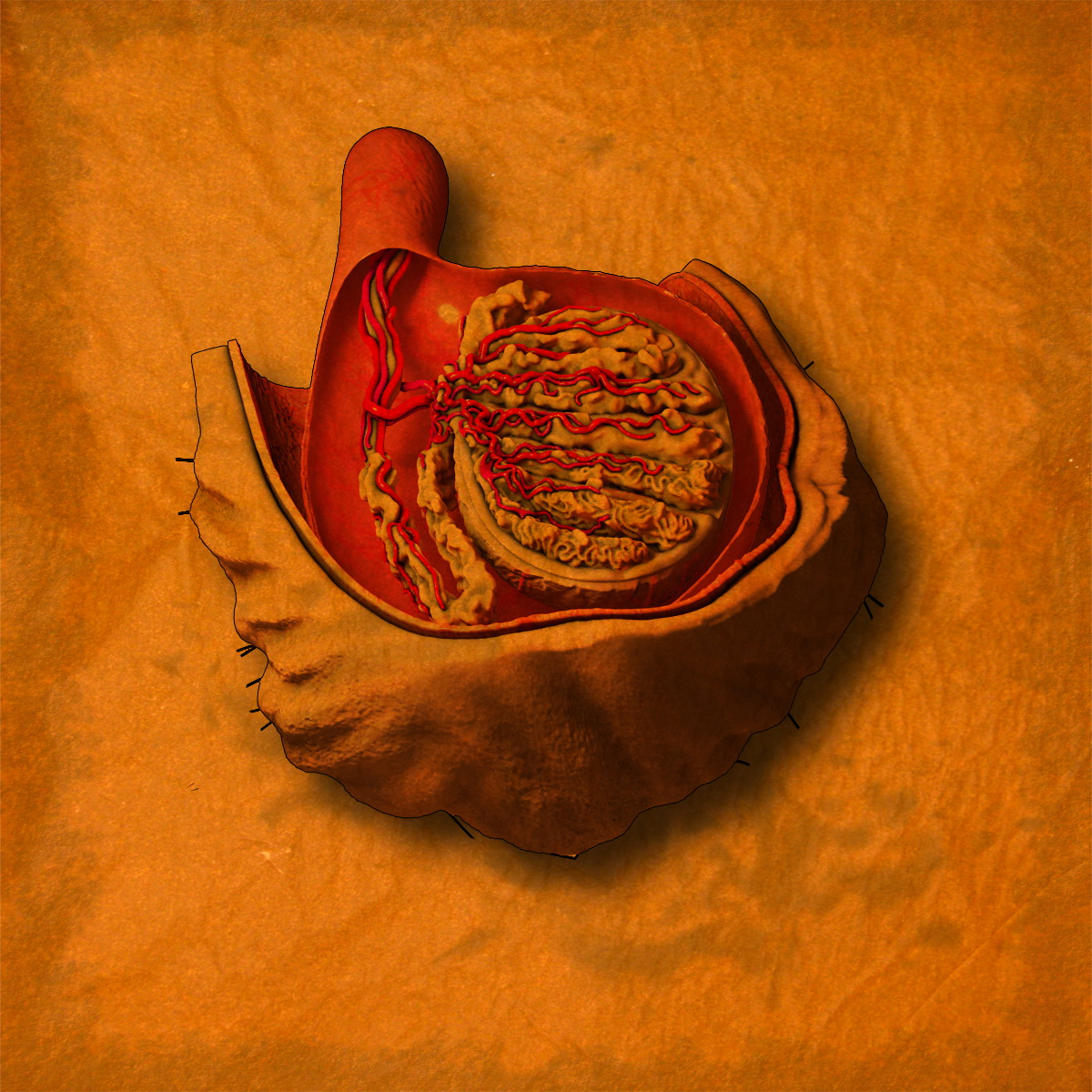 human testis scrotums 3d model