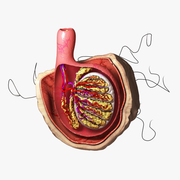 human testis scrotums 3d model