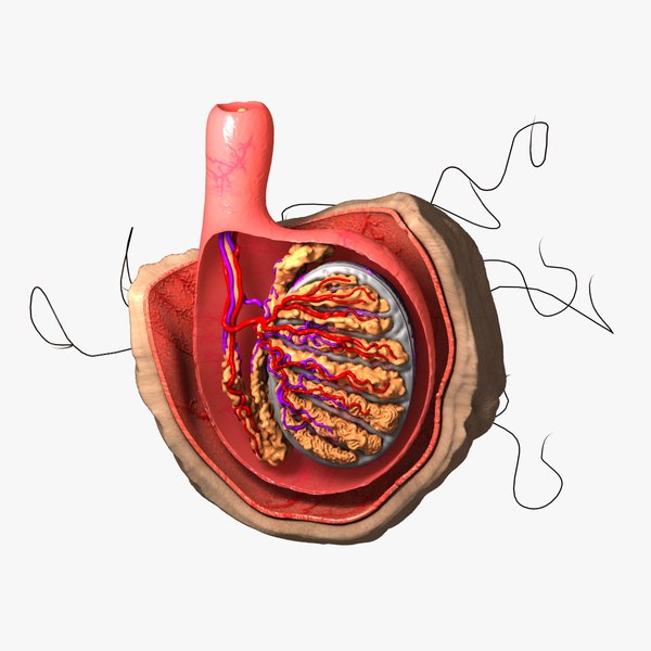 human testis scrotums 3d model