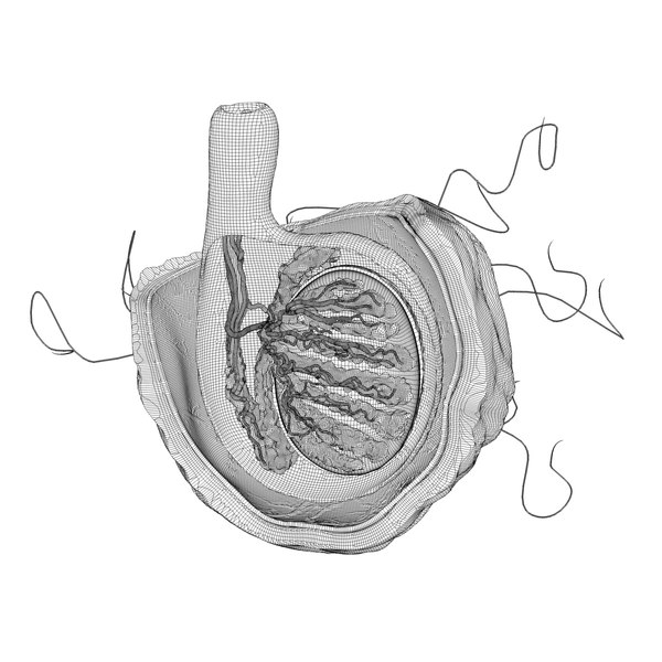 human testis scrotums 3d model
