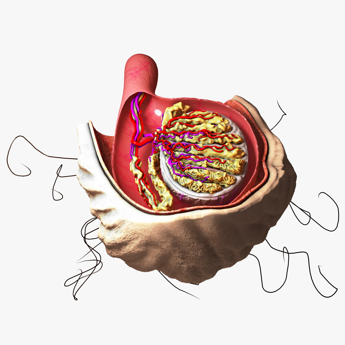 human testis scrotums 3d model