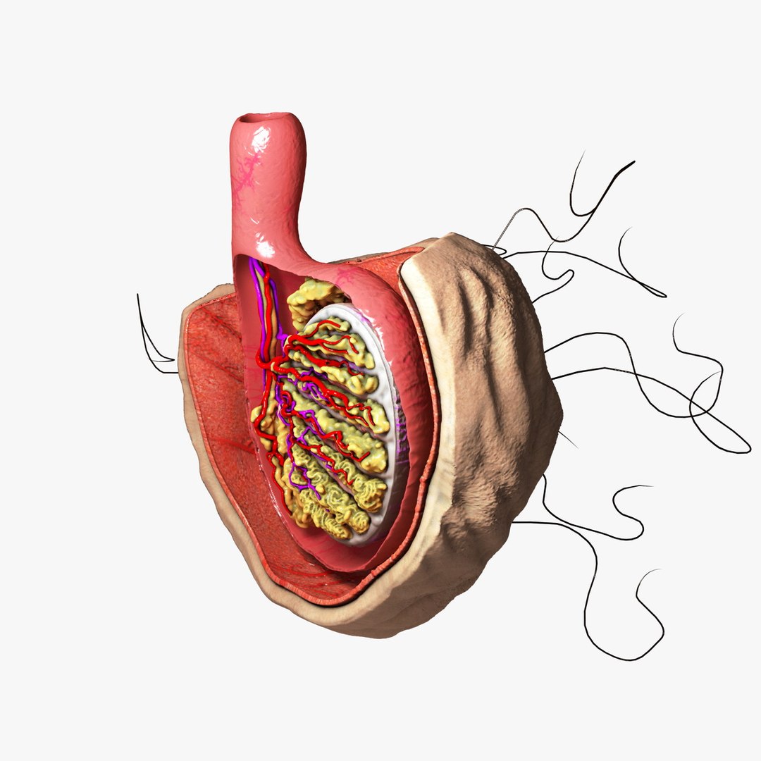 human testis scrotums 3d model